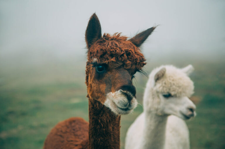 Alpaca care – Australian Alpaca Association