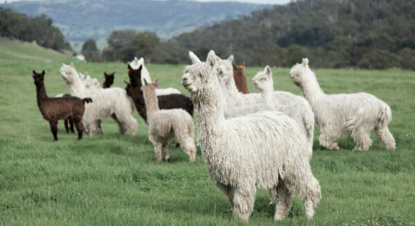Alpaca care – Australian Alpaca Association
