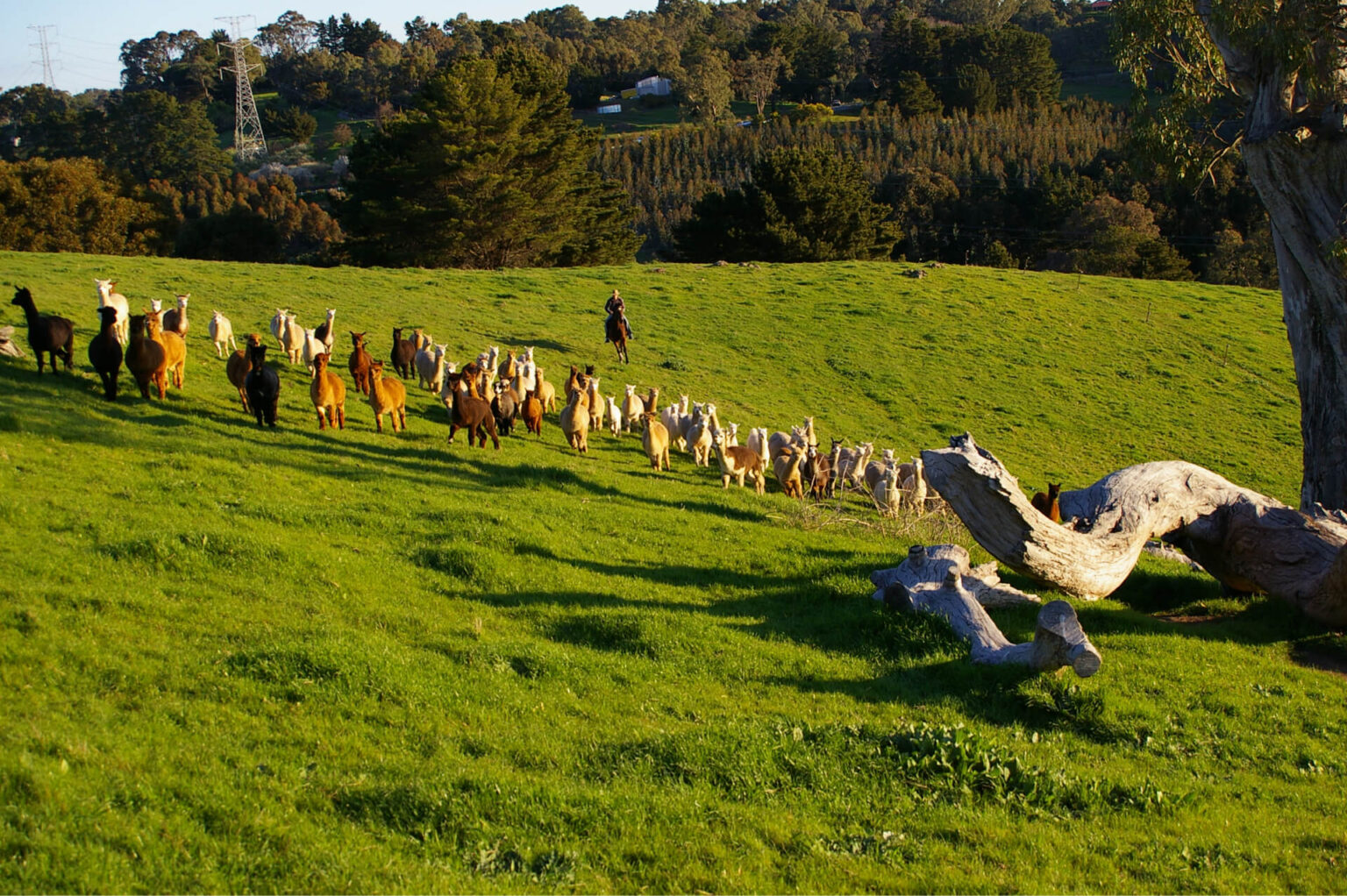 Alpaca meat – Australian Alpaca Association