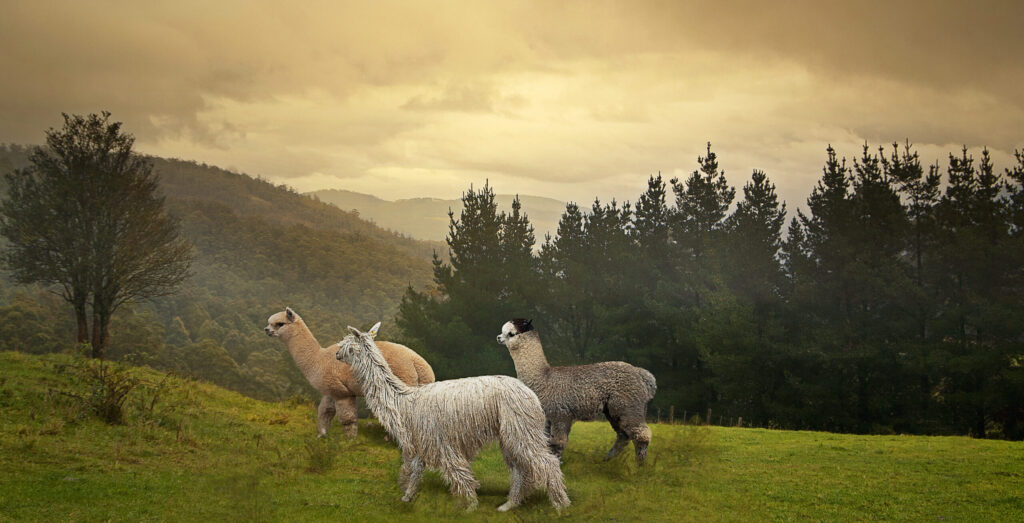 Australian Alpaca Association